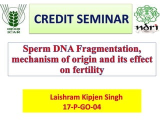 Sperm DNA fragmentation, Mechanism of origin and its effect on fertility | PPTX | Infertility ...