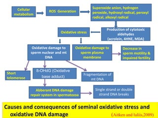 Sperm DNA fragmentation, Mechanism of origin and its effect on ...