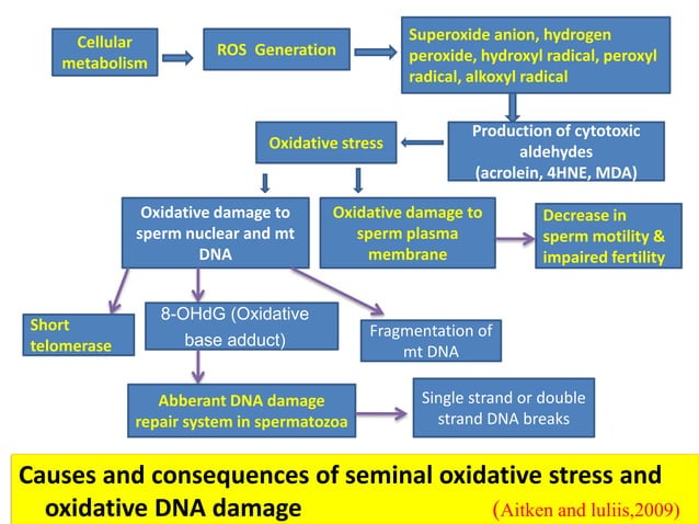 Sperm DNA fragmentation, Mechanism of origin and its effect on ...