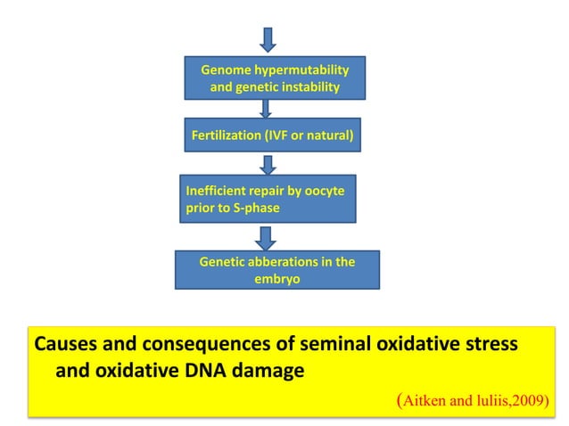 Sperm DNA fragmentation, Mechanism of origin and its effect on fertility | PPTX | Infertility ...