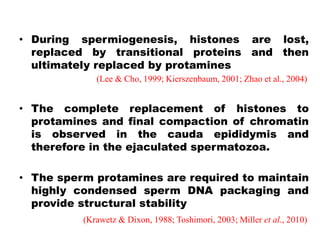 Sperm DNA fragmentation, Mechanism of origin and its effect on ...