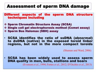 Sperm DNA fragmentation, Mechanism of origin and its effect on fertility | PPTX | Infertility ...
