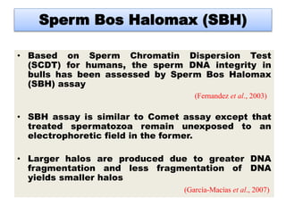 Sperm DNA fragmentation, Mechanism of origin and its effect on ...
