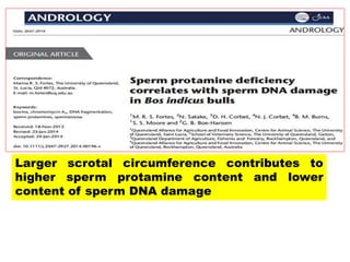 Sperm DNA fragmentation, Mechanism of origin and its effect on fertility | PPTX | Infertility ...