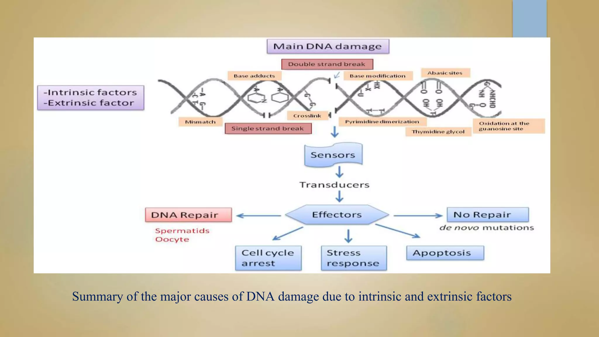 Sperm dna fragmentation | PPTX