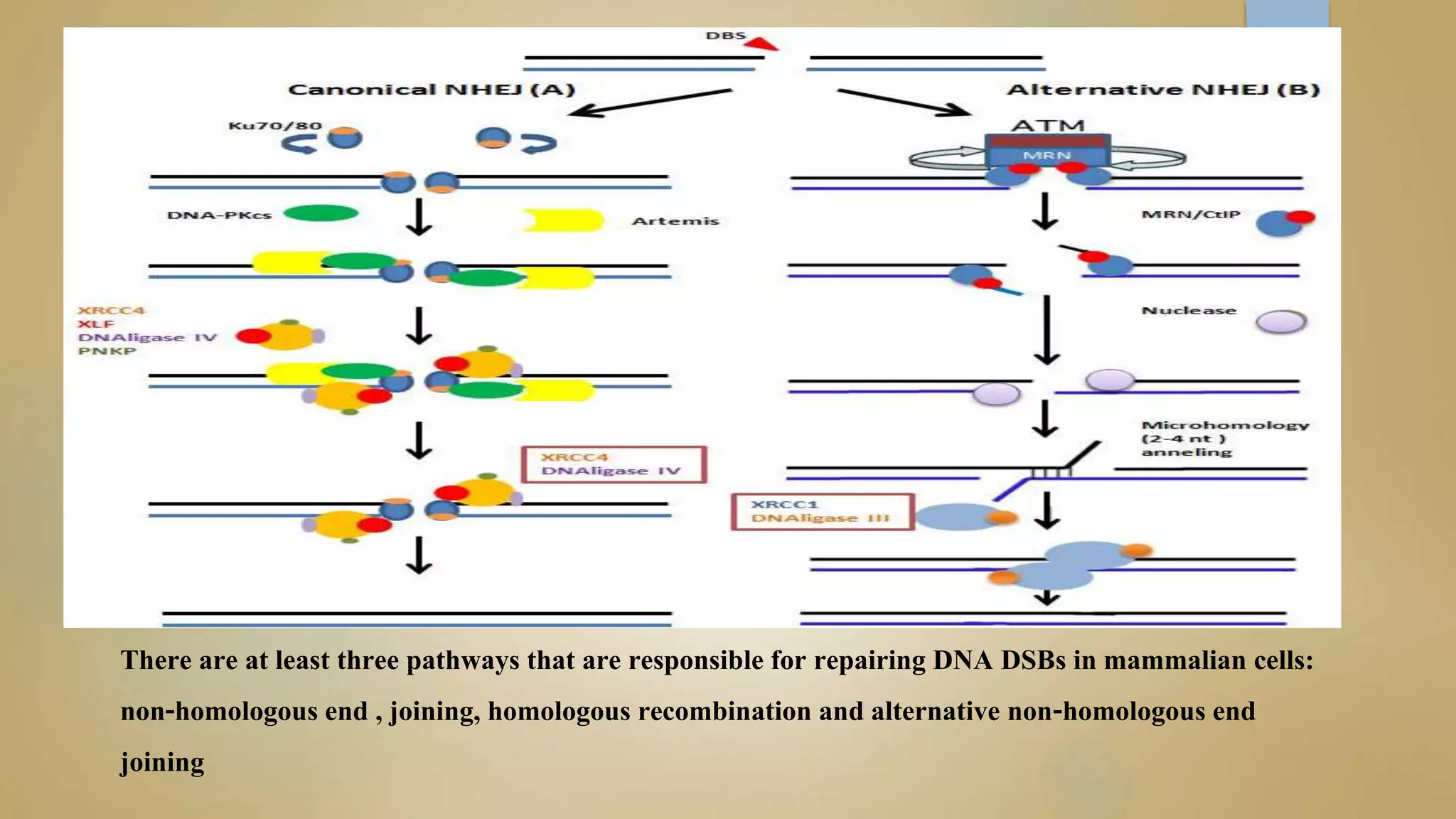 Sperm dna fragmentation | PPTX