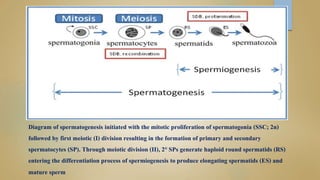 Sperm dna fragmentation | PPTX