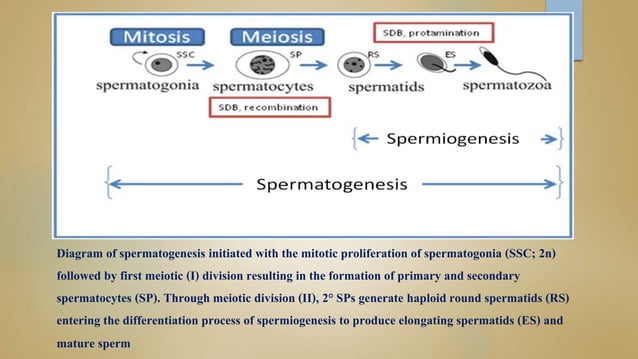Sperm dna fragmentation | PPTX