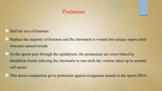 Sperm dna fragmentation | PPTX