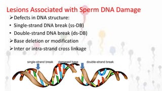 Sperm dna fragmentation - infertility centre in jaipur | PPTX