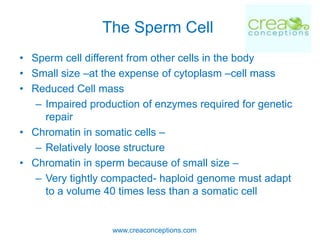 Sperm DNA Fragmentation | PPTX