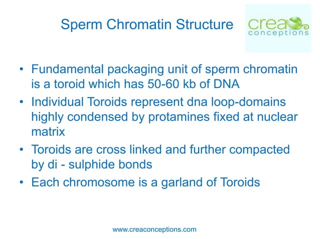 Sperm DNA Fragmentation | PPT