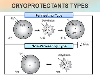 SPERM FREEZING | PDF