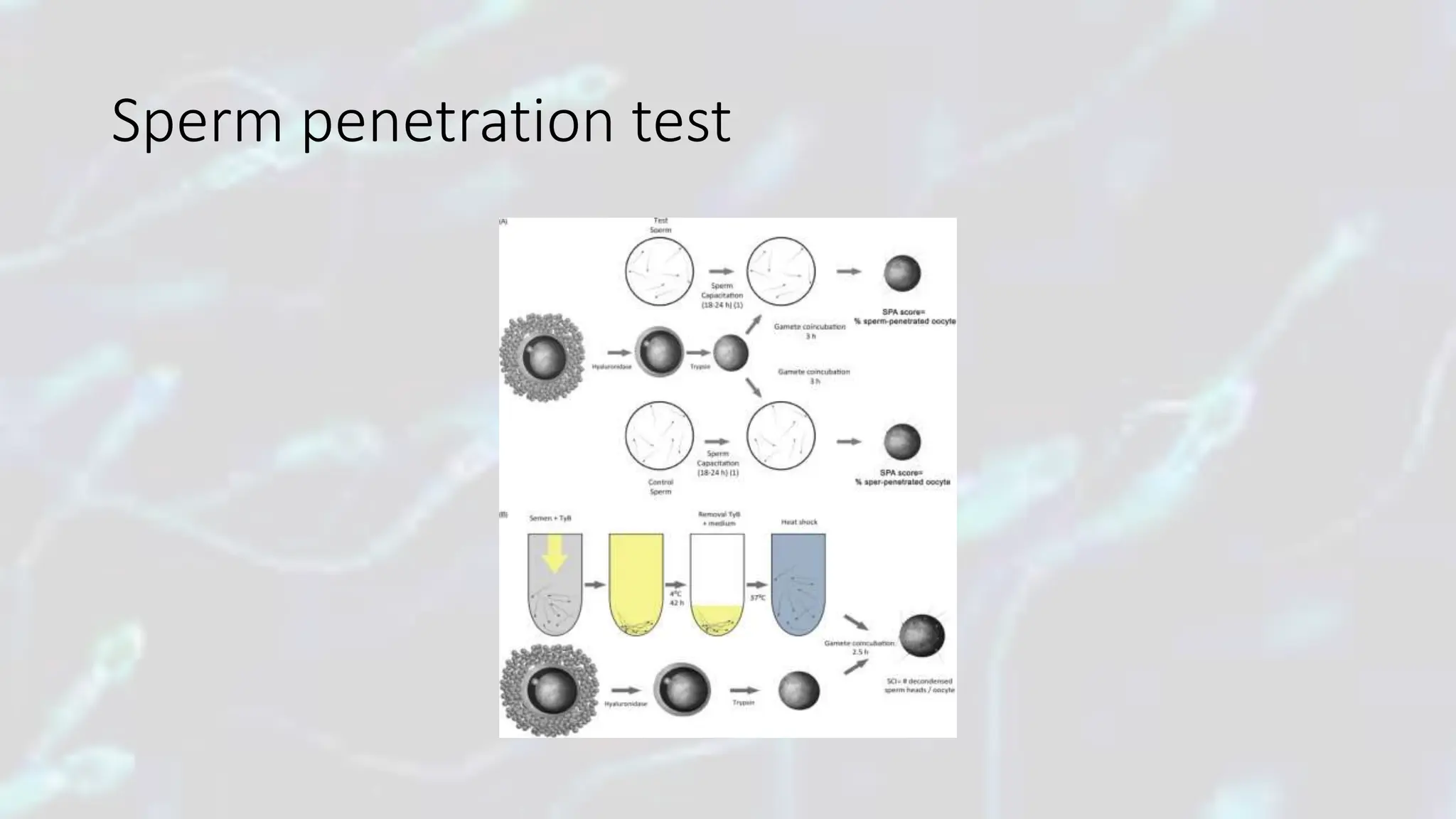 SPERM FUNCTION TEST IN EMBRYOLOGY .pptx