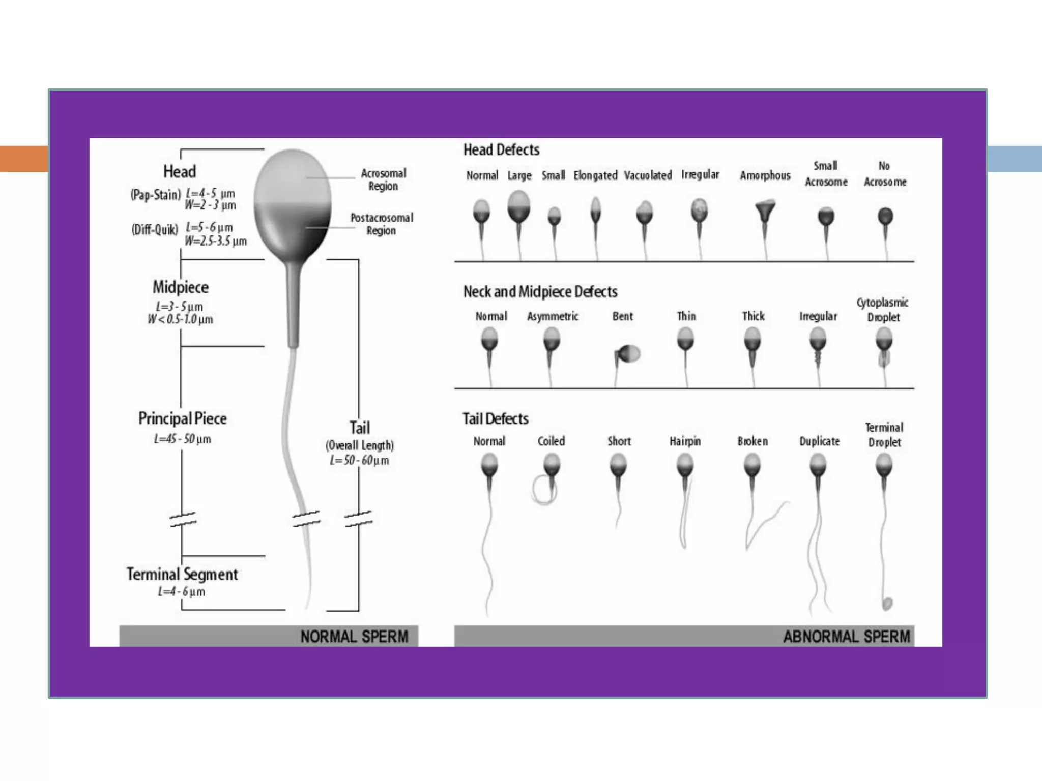 SPERM FUNCTION TESTS | PDF