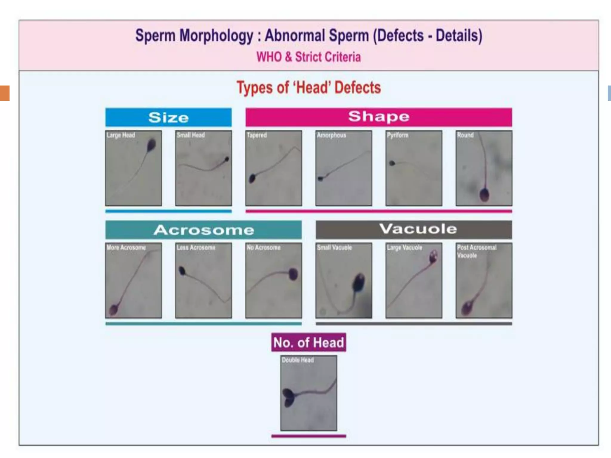 SPERM FUNCTION TESTS | PDF