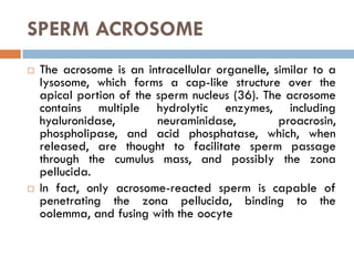 SPERM FUNCTION TESTS | PDF