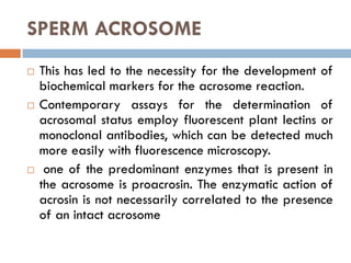 SPERM FUNCTION TESTS | PDF