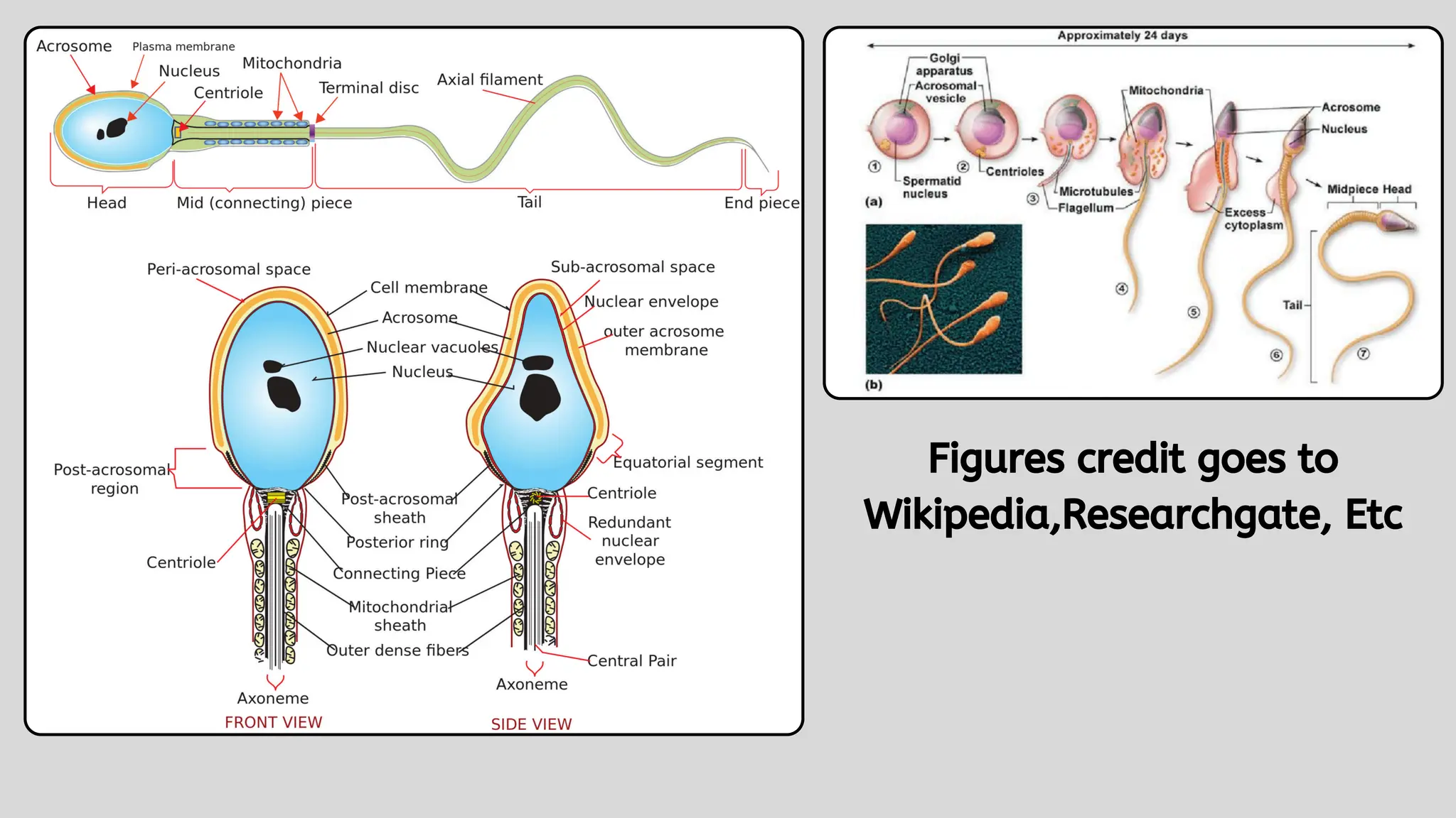 Spermiogenesis or Spermateleosis or metamorphosis of spermatid | PPT