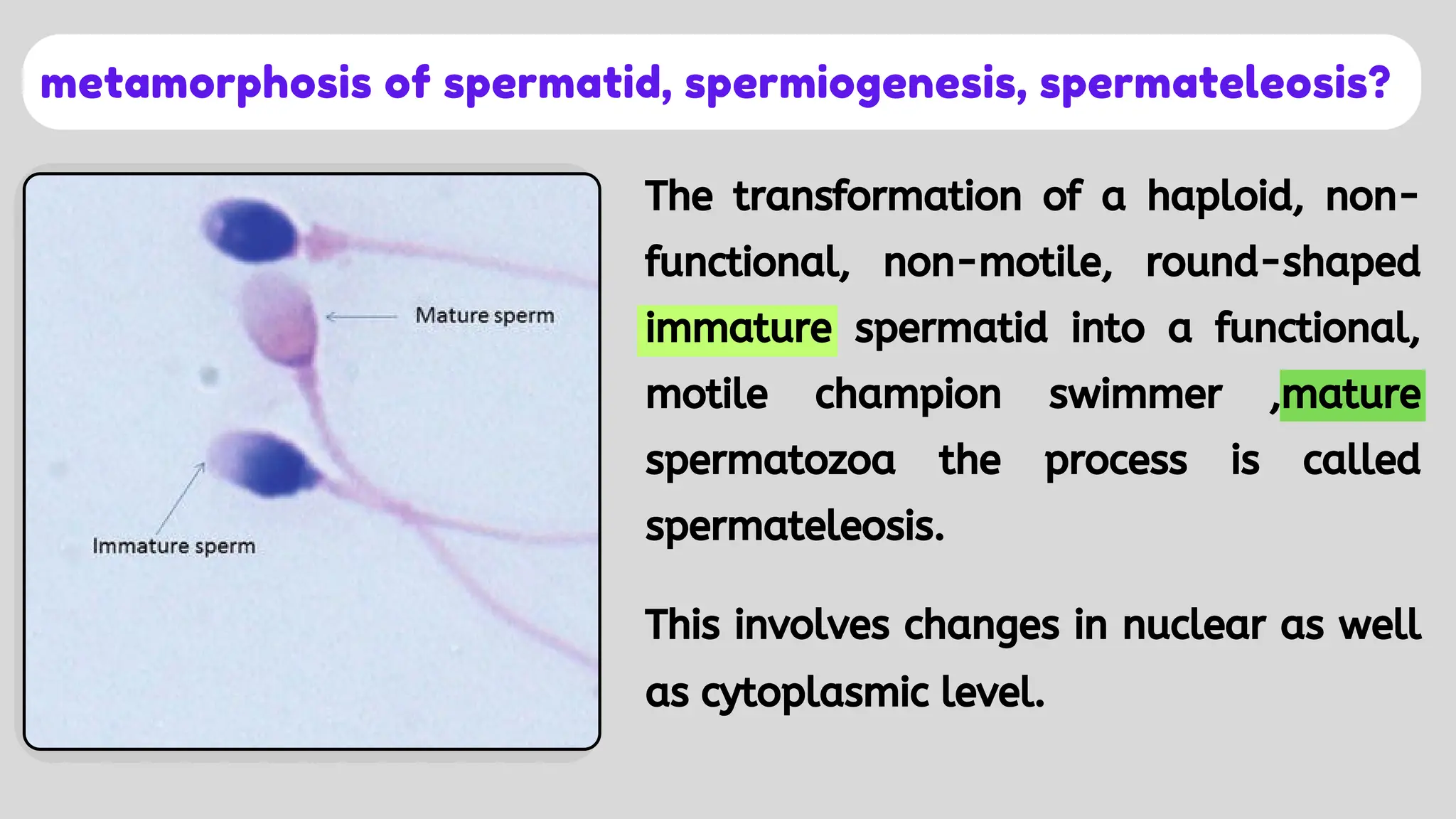 Spermiogenesis or Spermateleosis or metamorphosis of spermatid | PDF