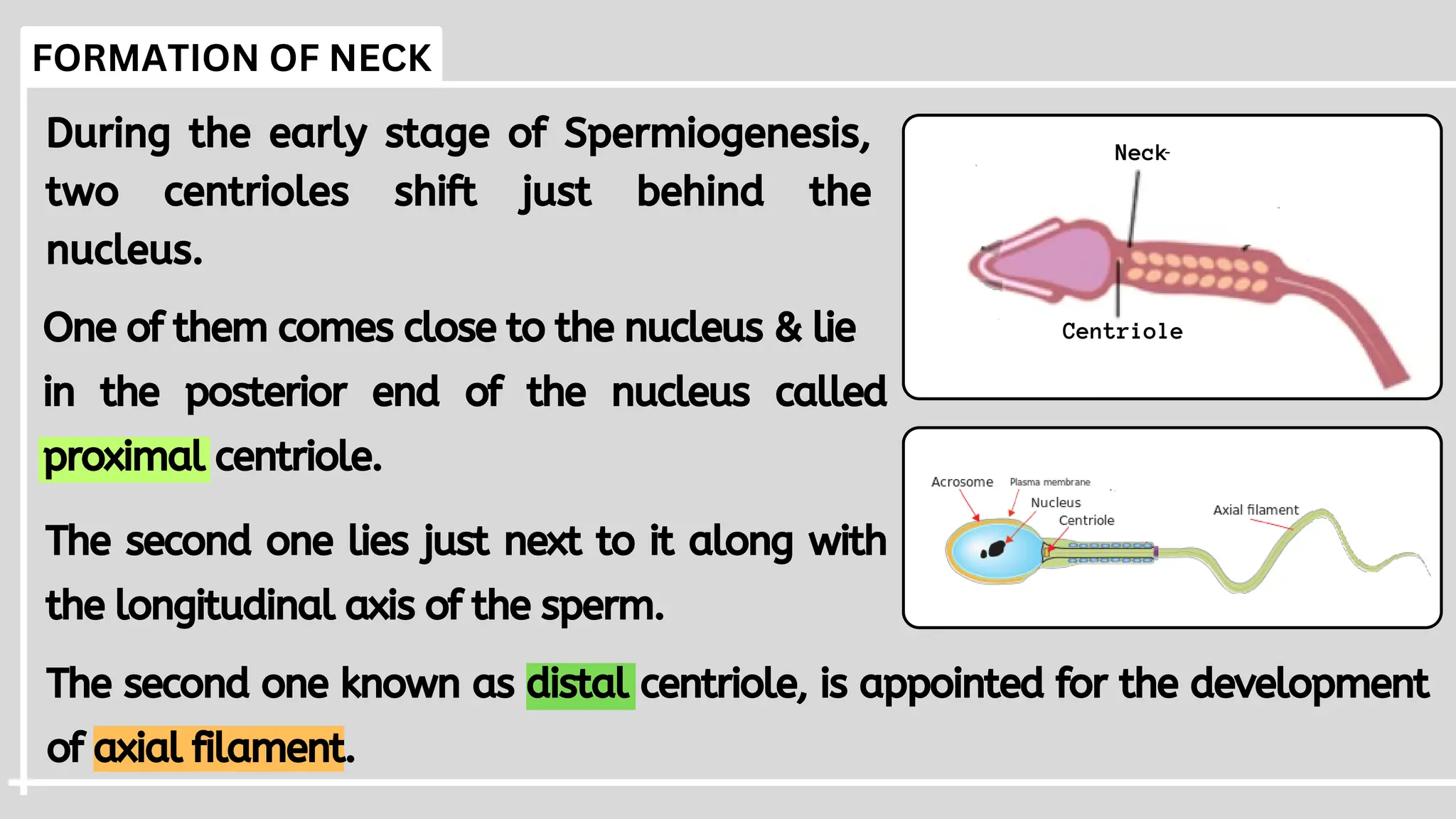 Spermiogenesis or Spermateleosis or metamorphosis of spermatid | PDF