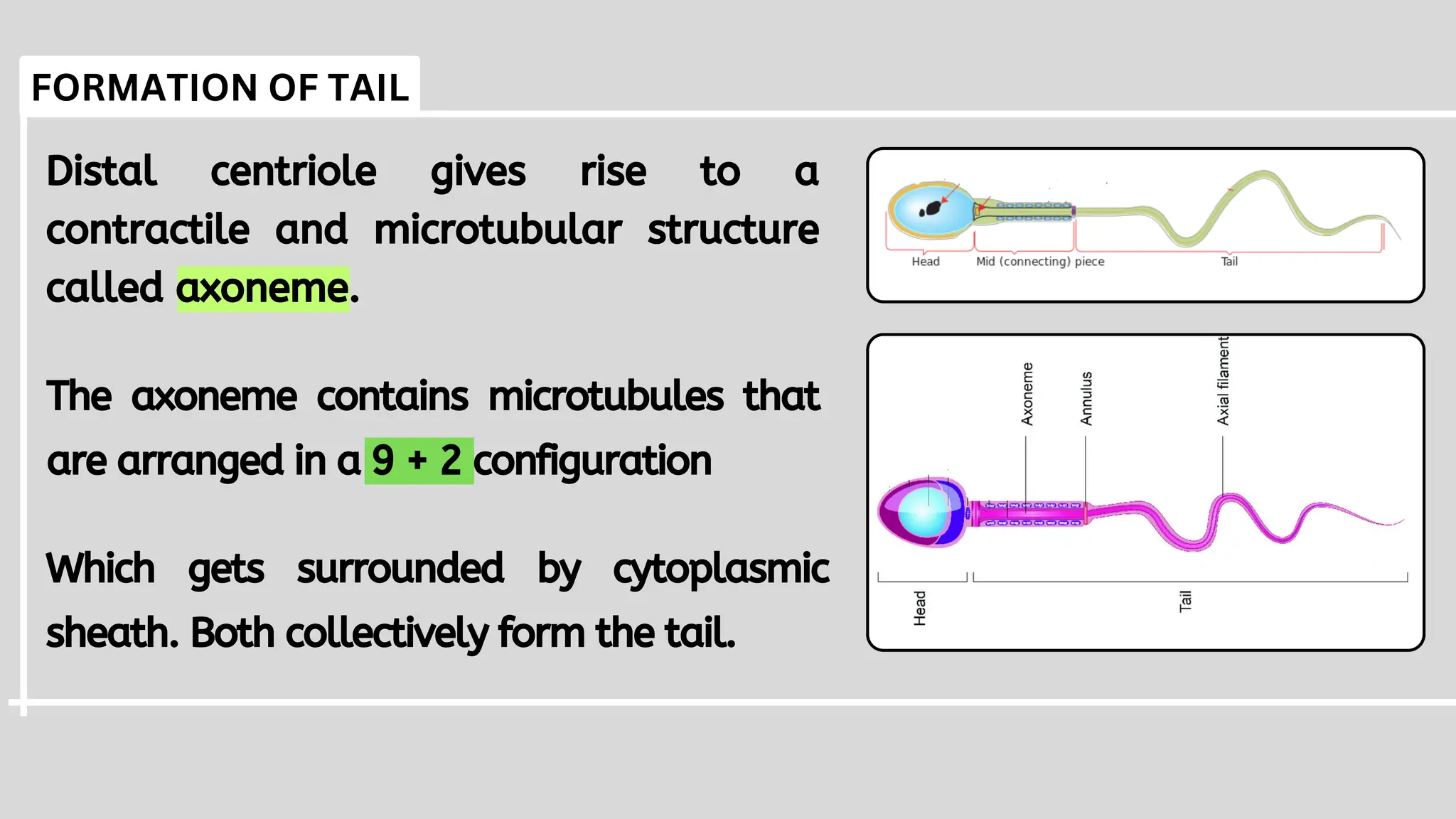 Spermiogenesis or Spermateleosis or metamorphosis of spermatid | PDF