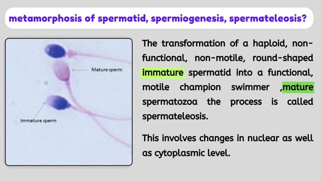 Spermiogenesis or Spermateleosis or metamorphosis of spermatid | PPT