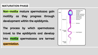 Spermiogenesis or Spermateleosis or metamorphosis of spermatid | PPT