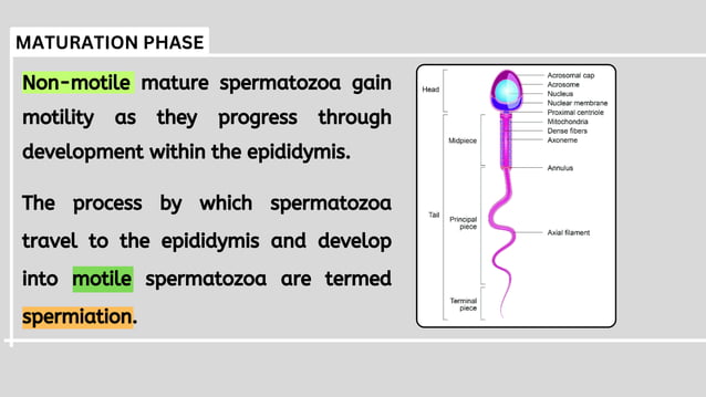 Spermiogenesis or Spermateleosis or metamorphosis of spermatid | PPT