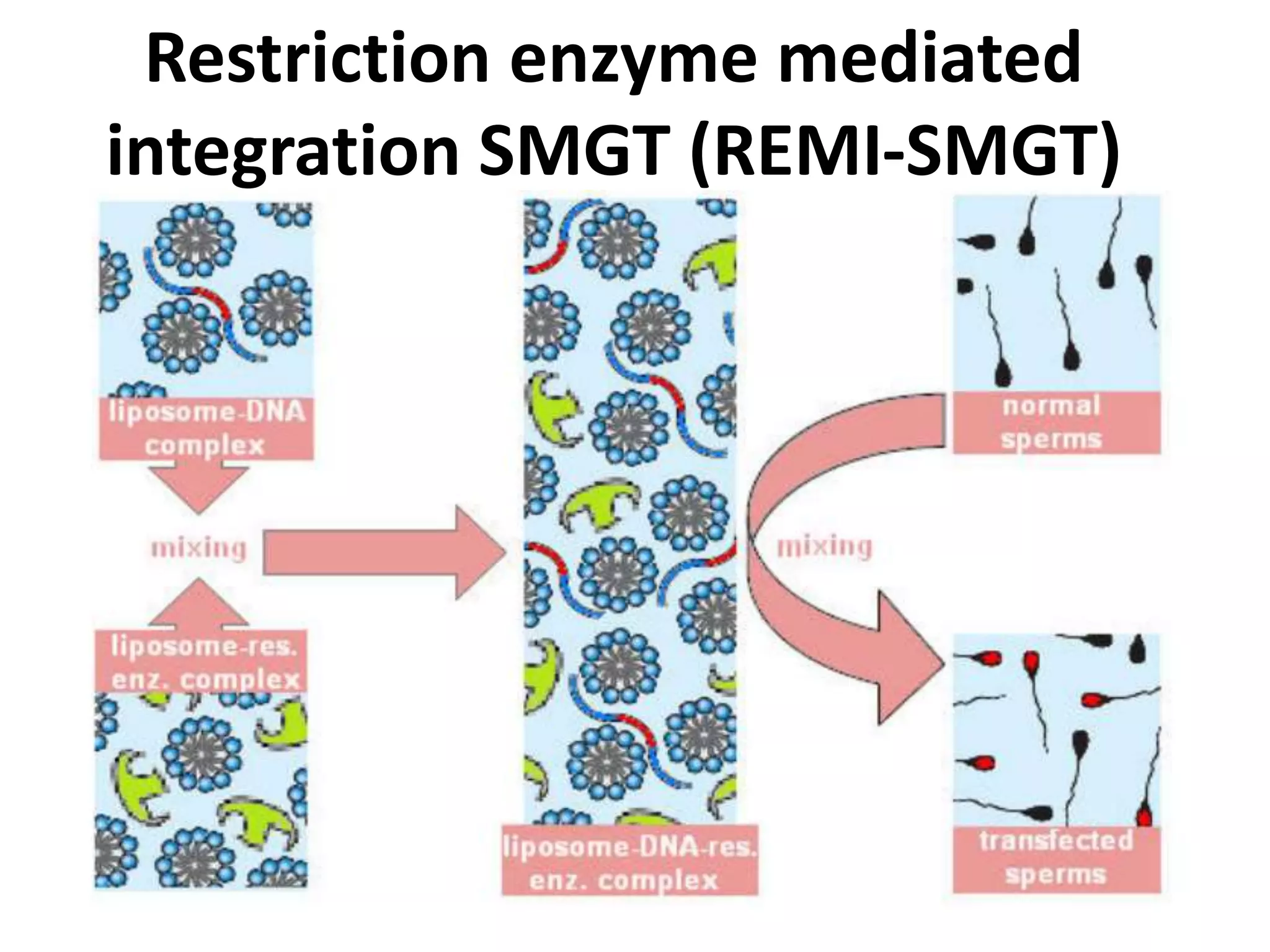 Sperm mediated gene transfer | PPTX