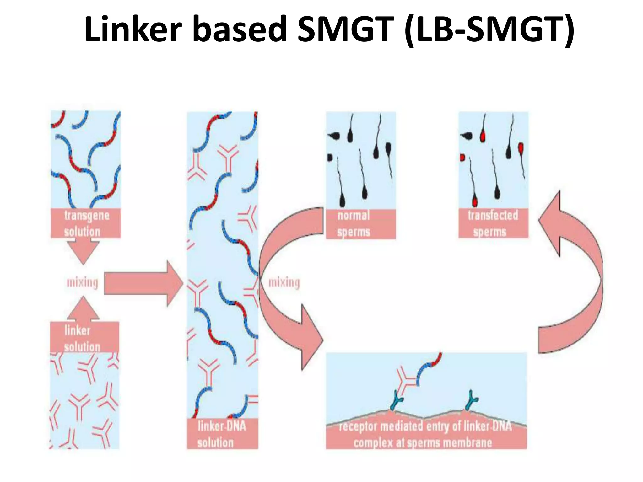 Sperm mediated gene transfer | PPTX