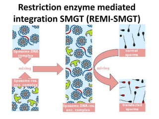 Sperm mediated gene transfer | PPTX | Reproductive Health | Diseases ...