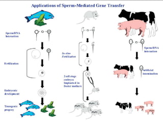 Sperm mediated gene transfer | PPTX