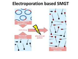 Sperm mediated gene transfer | PPTX