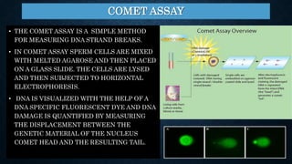 Sperm nuclear integrity assessment [autosaved] | PPT