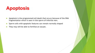 Sperm Preparation in High DFI | Jindal IVF | PPTX