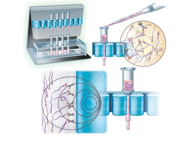 Sperm preparation techniques | PPTX | Infertility | Reproductive Health