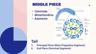 Sperm Structure and its adaptation .pptx