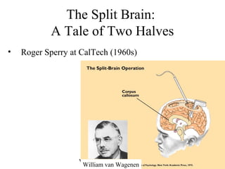 Roger Sperry Split Brain