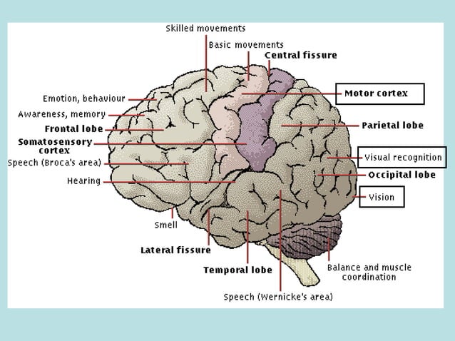 Sperry (1968) split brain study | PPT