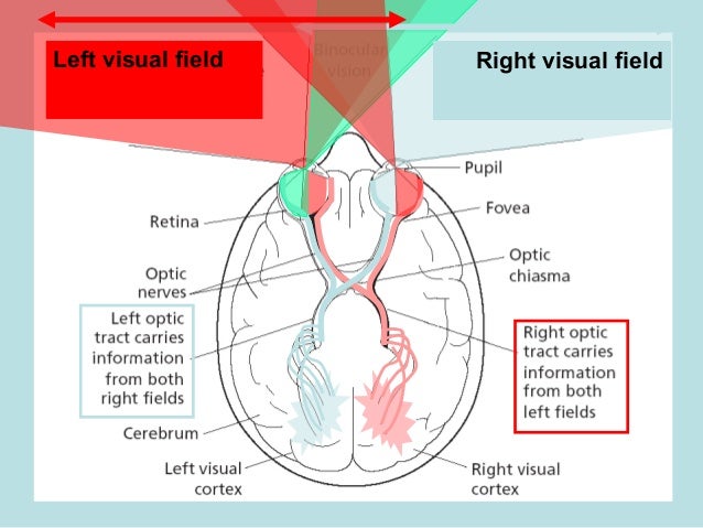 🎉 Split Brain Patients Split Brain Patients 2019 02 22
