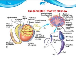 Treatment of Male infertility:-Emphasis on enhnacing Sperm count: New ...