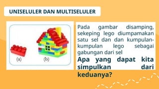 Spesialisasi dan diferensiasi sel pada sel hewan | PPTX