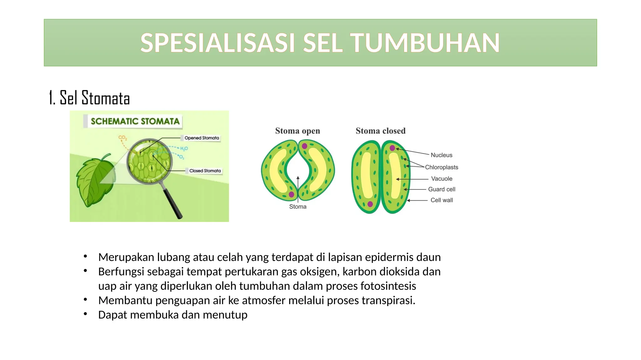 spesialisasi sel pada hewan dan sel pada tumbuhan.pptx