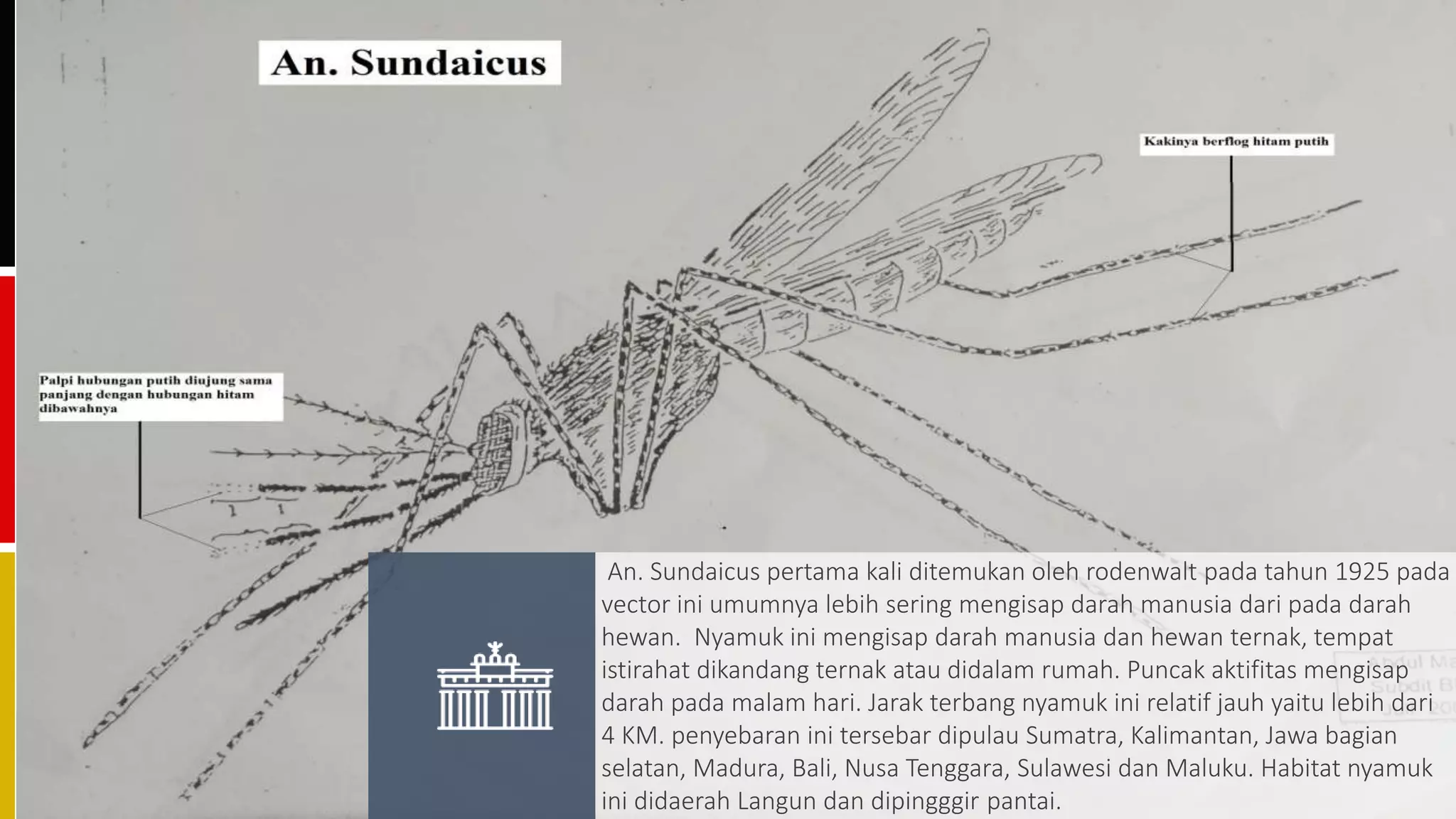 Spesies anopheles | PPTX