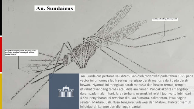 Spesies anopheles | PPTX