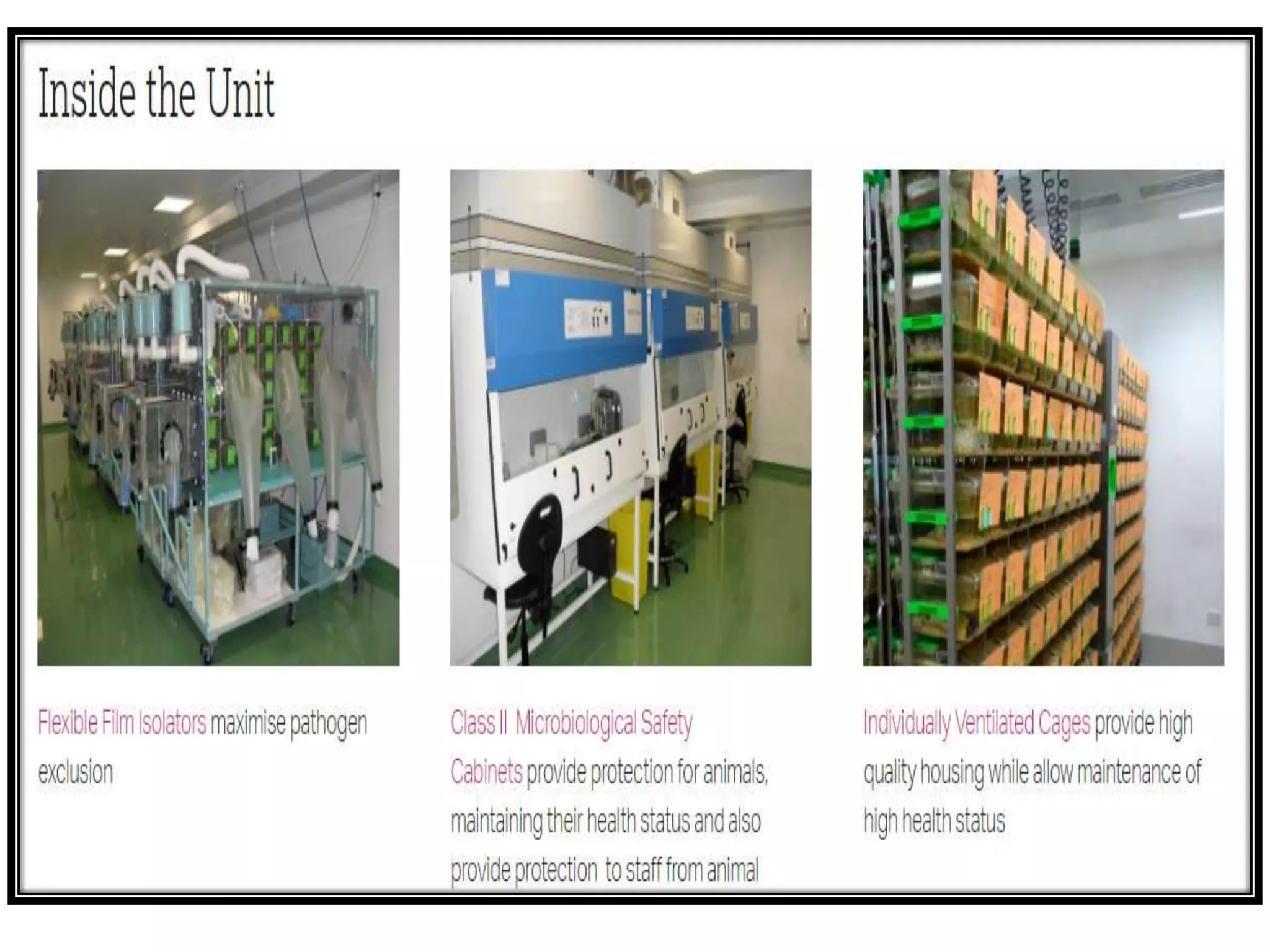 SPECIFIC PATHOGEN FREE ANIMAL | PPTX