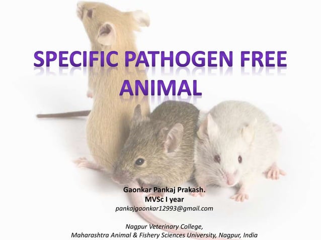 SPECIFIC PATHOGEN FREE ANIMAL | PPTX