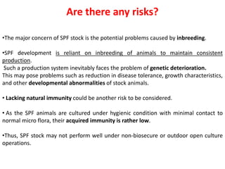 SPECIFIC PATHOGEN FREE ANIMAL | PPTX