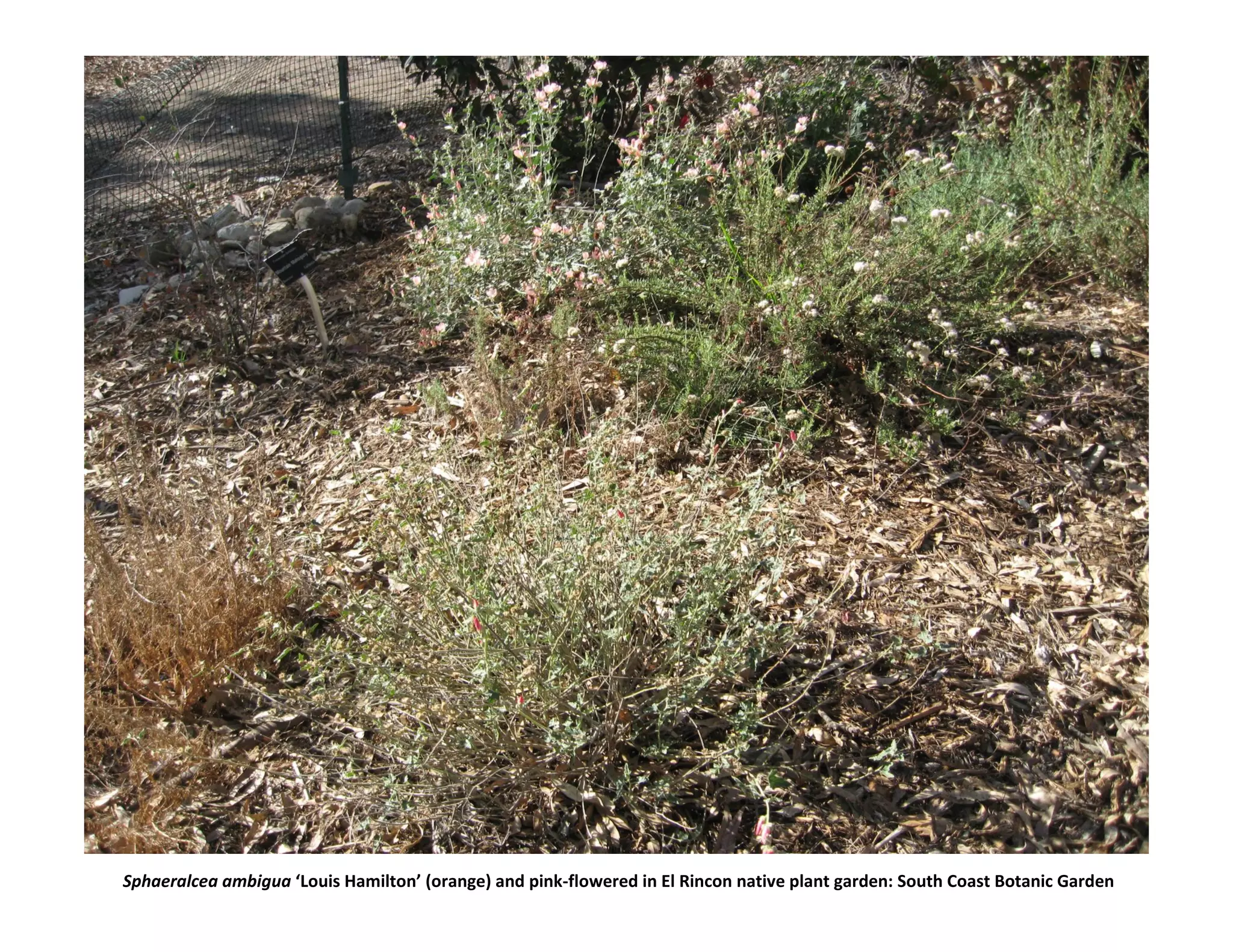 Sphaeralcea ambigua web show | PPT